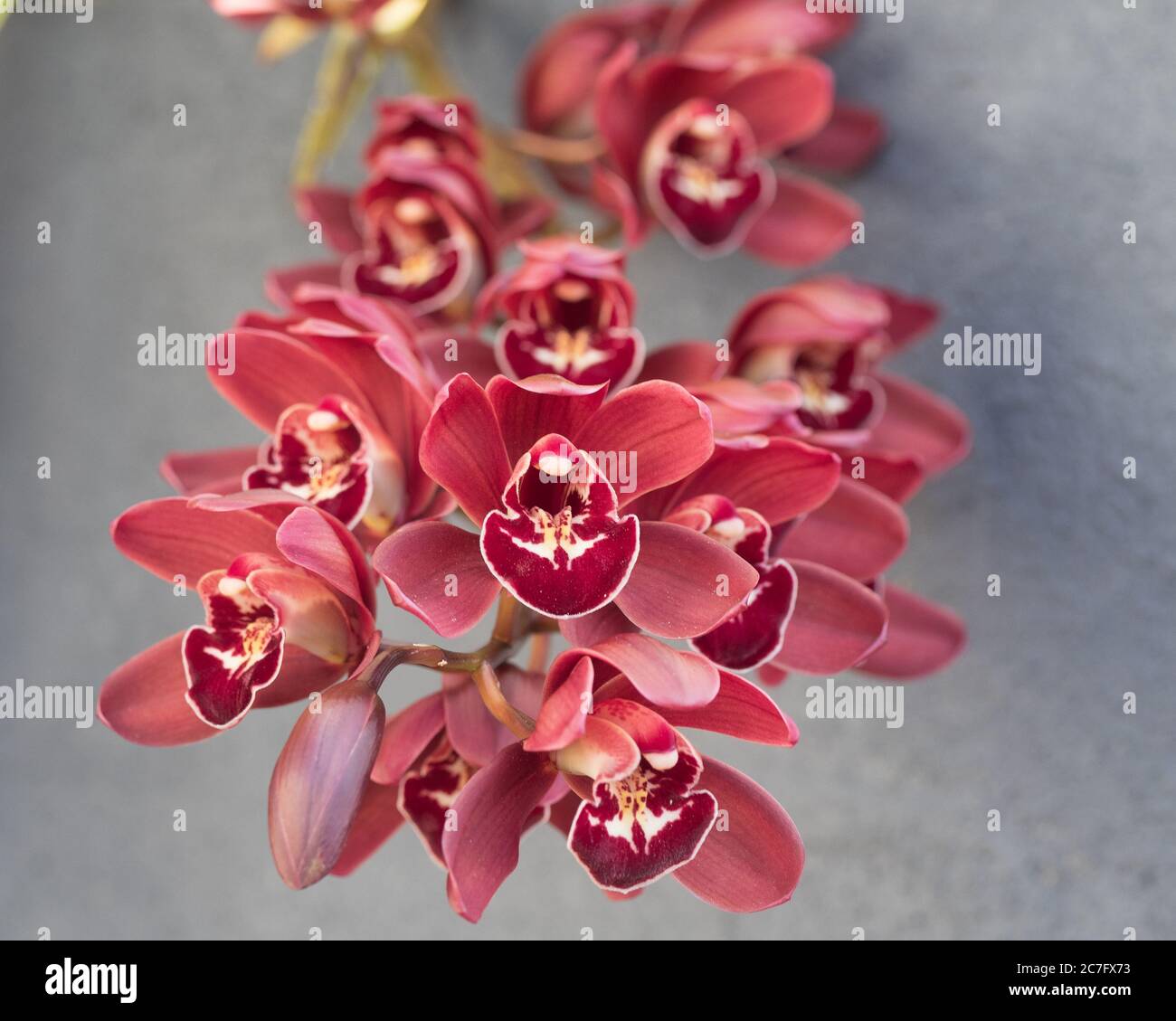 Cymbidium in full bloom hi-res stock photography and images - Alamy