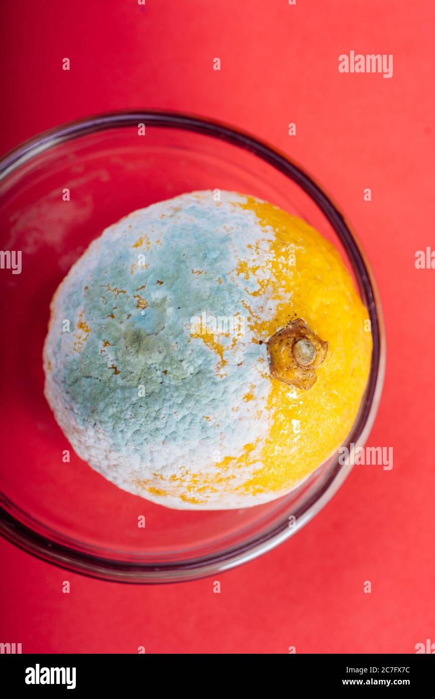 A rotten lemon citrus fruit covered with fungus. Improper storage of ...