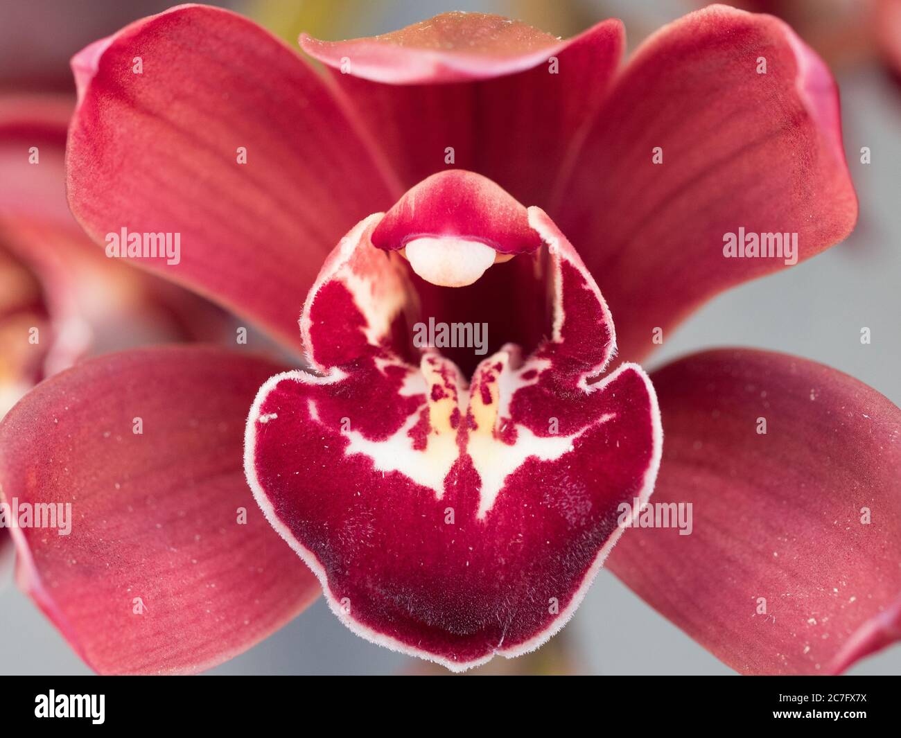 Glorious dark red Cymbidium orchid in Winter bloom, from the front ...