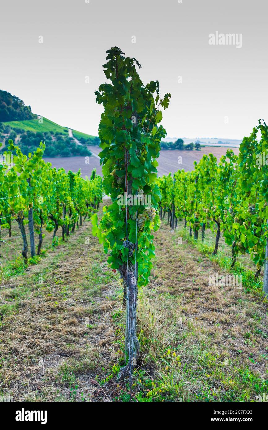 Vertical picture of vineyard with hills covered in forests under ...