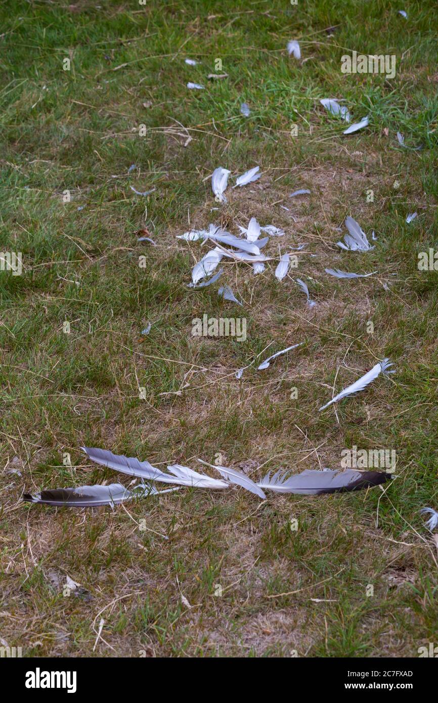 Remnants of seagull feathers dead bird on garden lawn after attack at ...