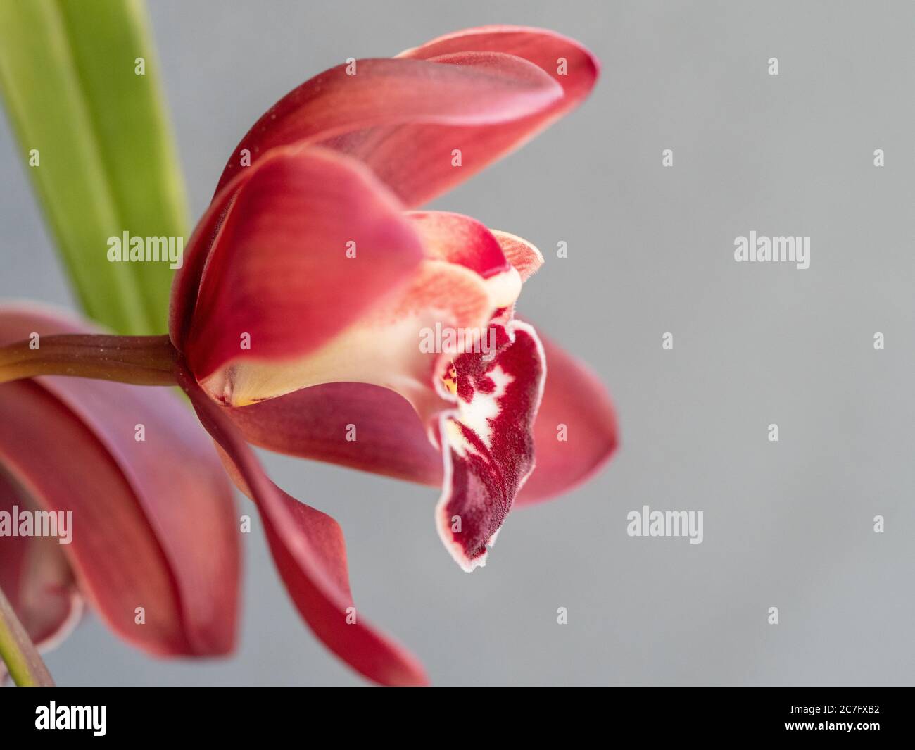 Glorious dark red Cymbidium orchid in Winter bloom, from the side Stock ...
