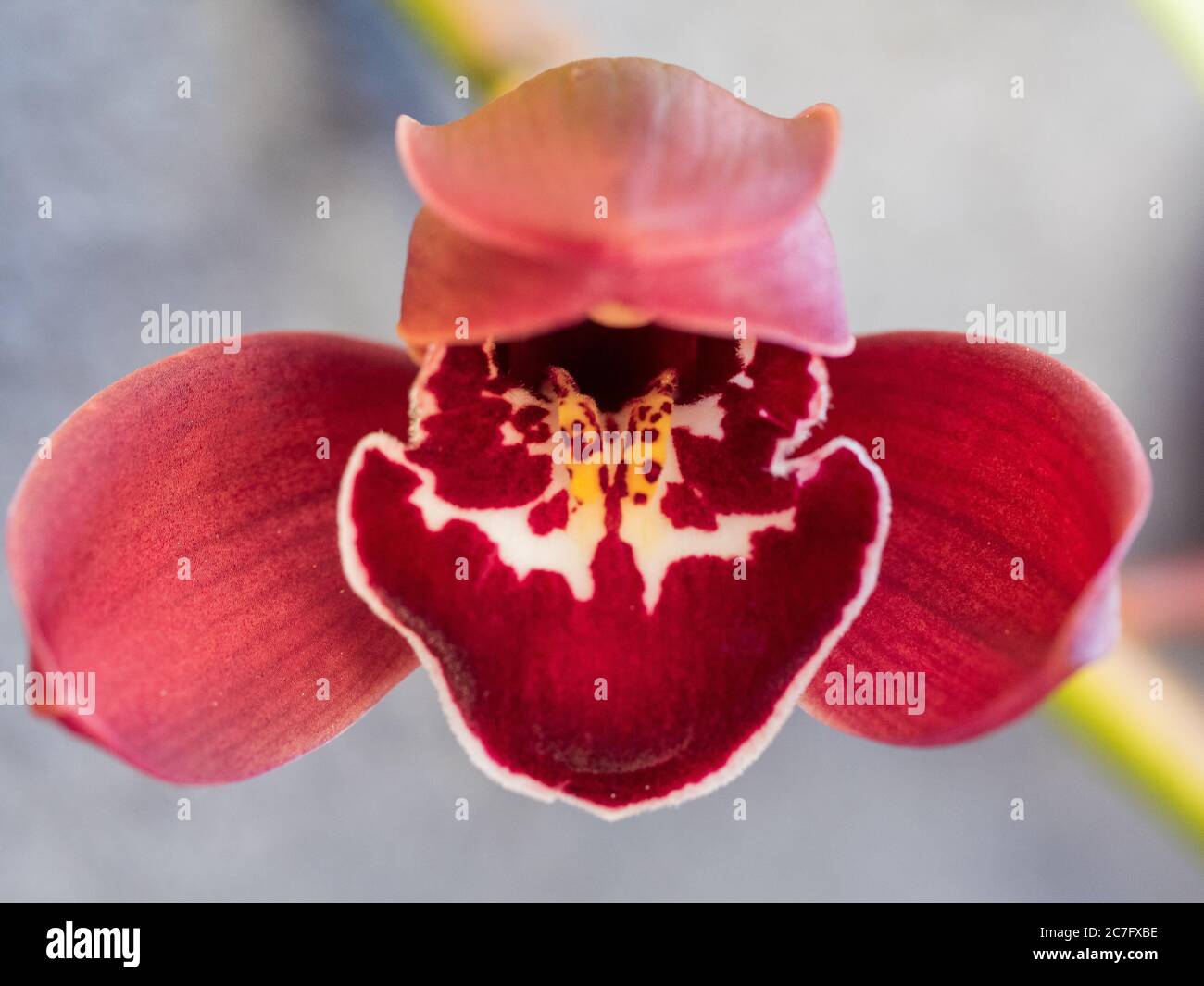 Glorious dark red Cymbidium orchid in Winter bloom, from the front ...