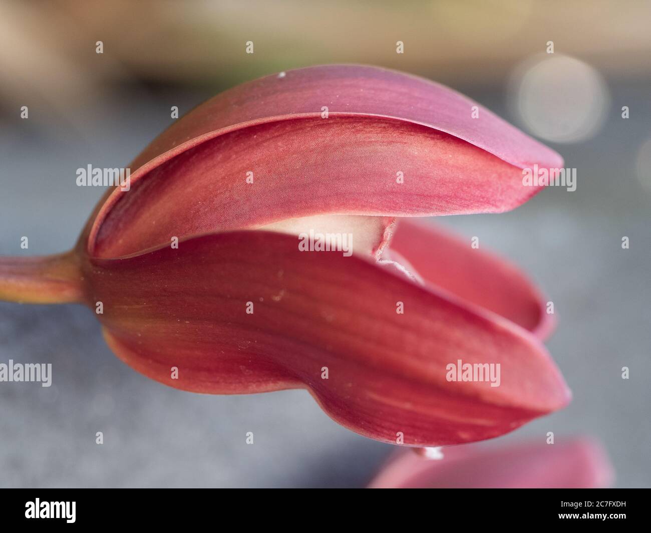 Growing orchids side by side hi-res stock photography and images - Alamy