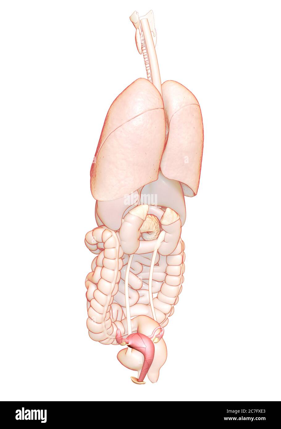 3d rendered medically accurate illustration of female uterus anatomy ...