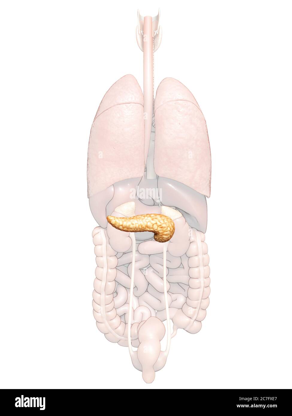 3d rendered, medically accurate illustration of the pancreas Stock ...