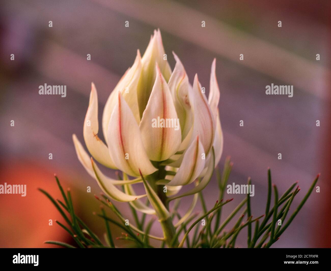 Blush blushing bride hi-res stock photography and images - Alamy