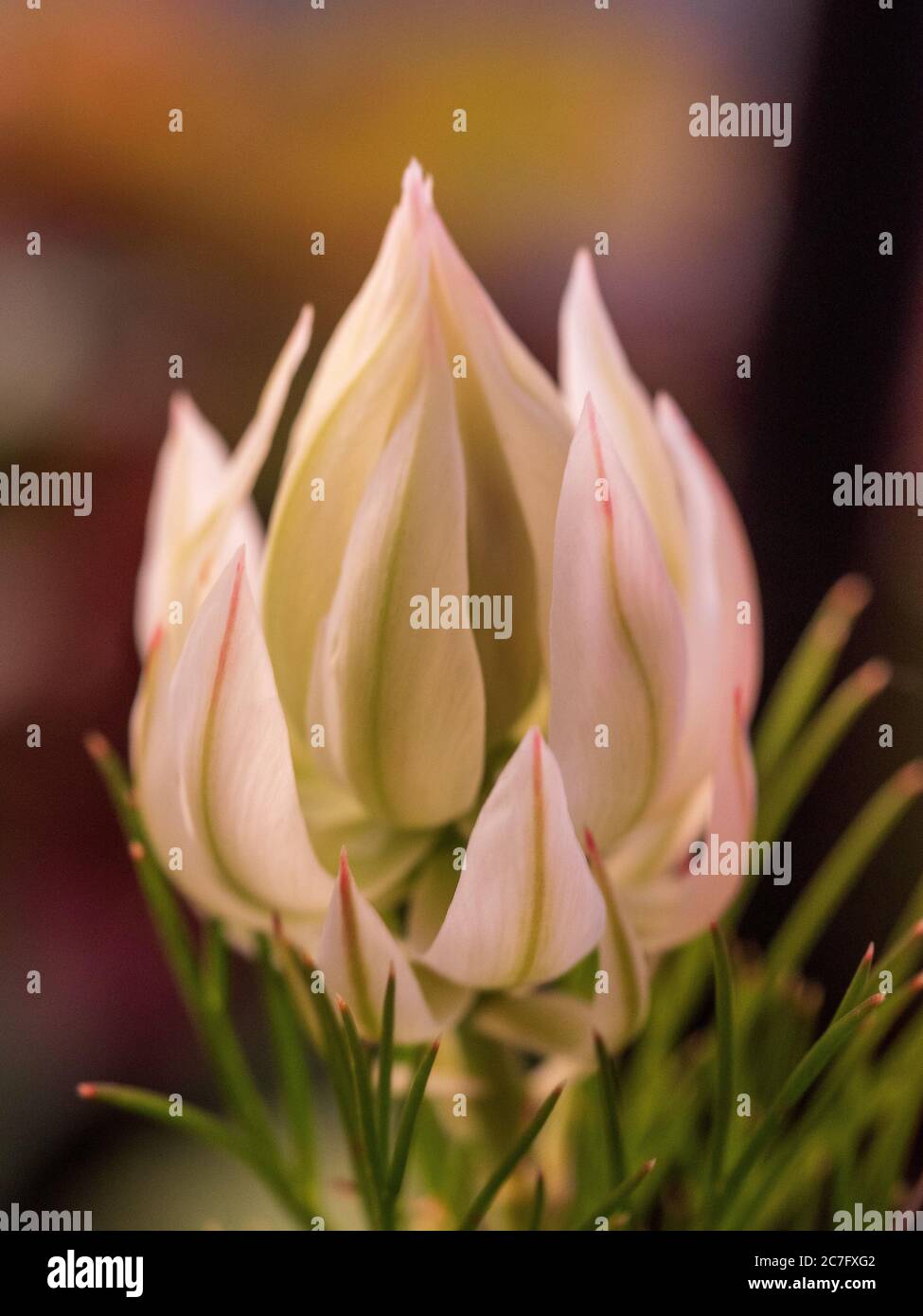 Blushing Bride flower Serruria florida in early stages of blooming ...
