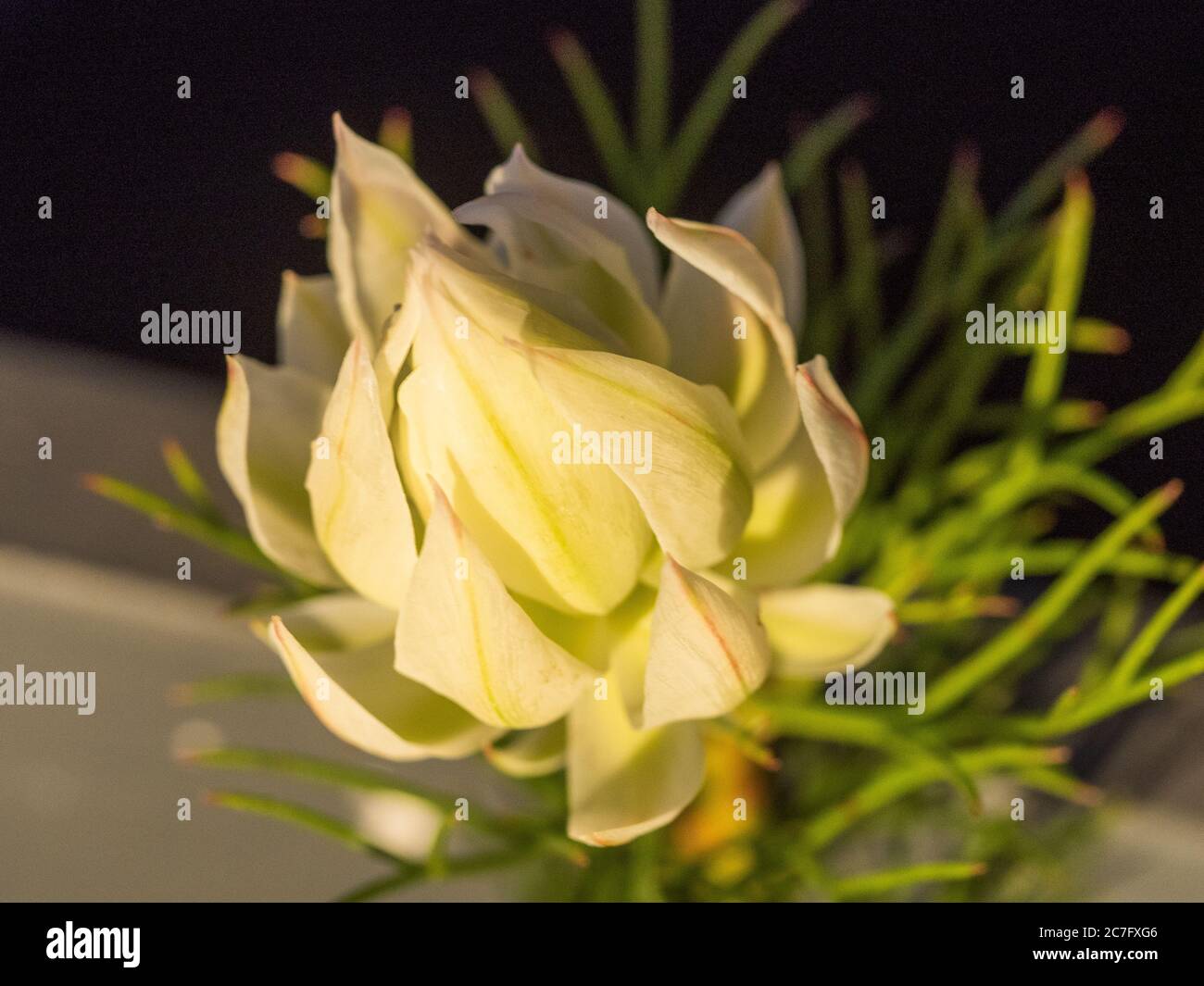Protea blushing bride hi-res stock photography and images - Alamy