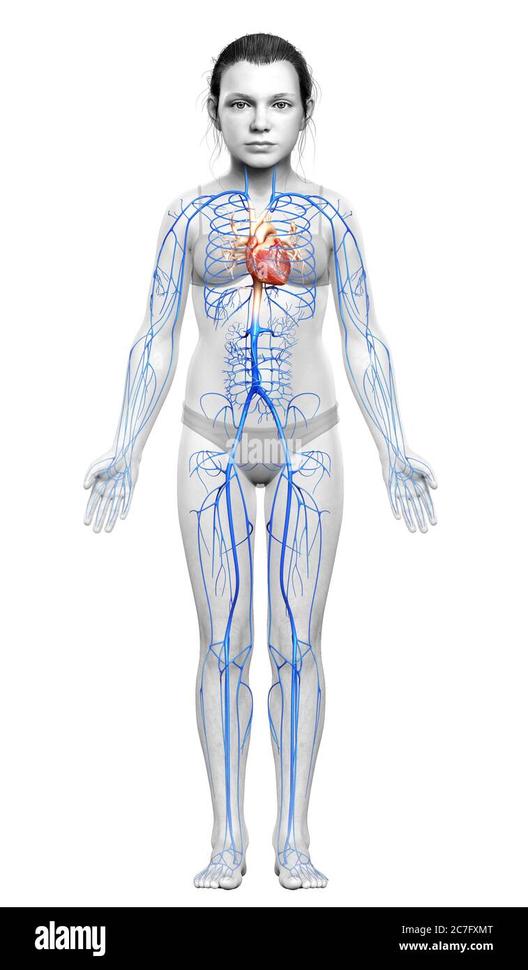 3d rendered medically accurate illustration of young girl Veins anatomy ...
