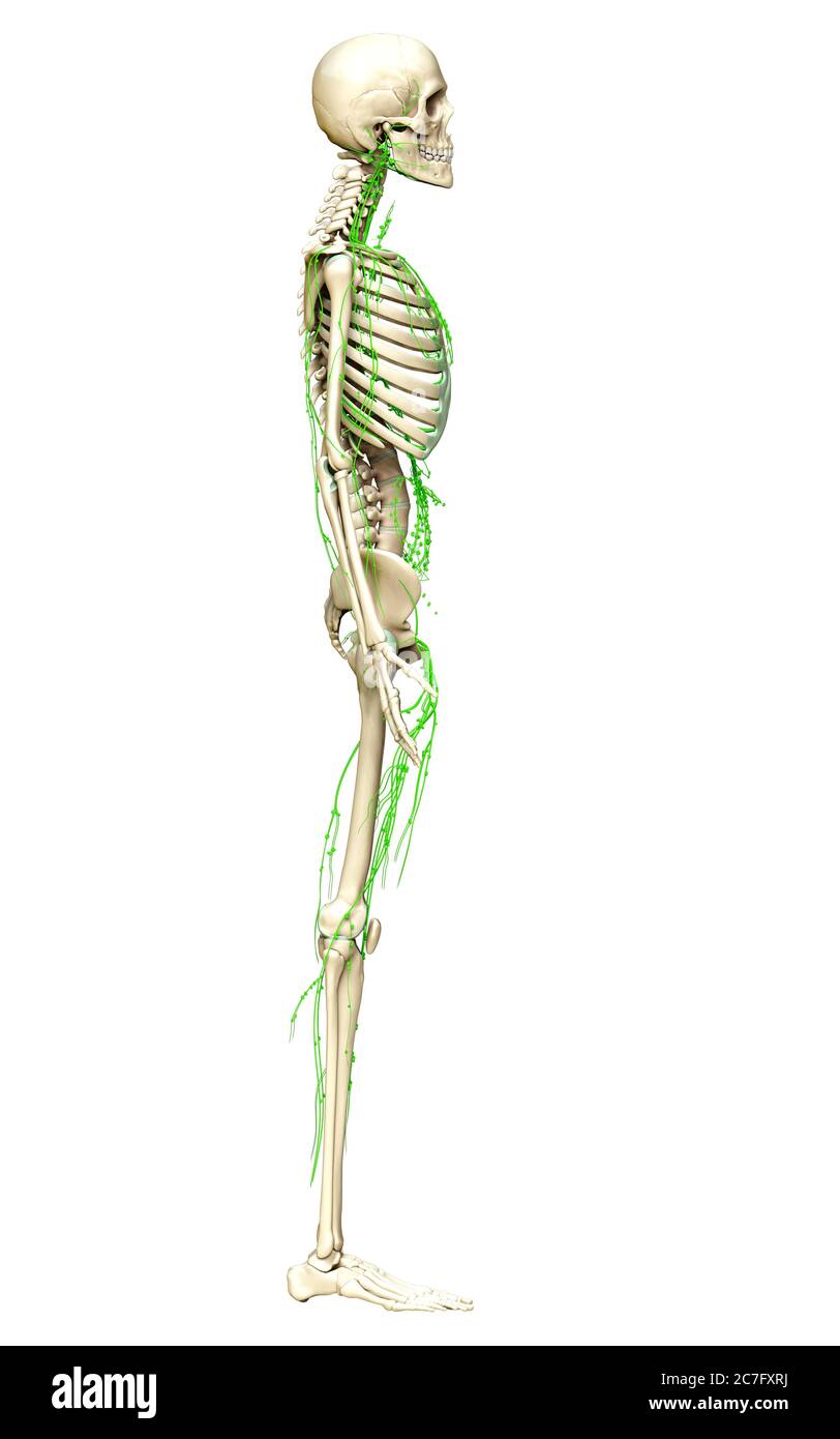 3d rendered medically accurate illustration of the lymphatic system ...