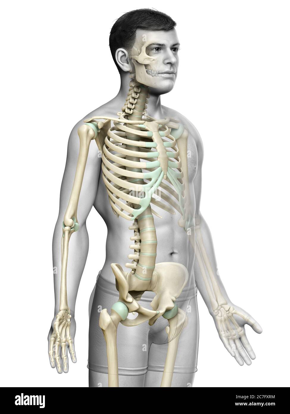 3d rendered, medically accurate illustration of a male skeleton system ...