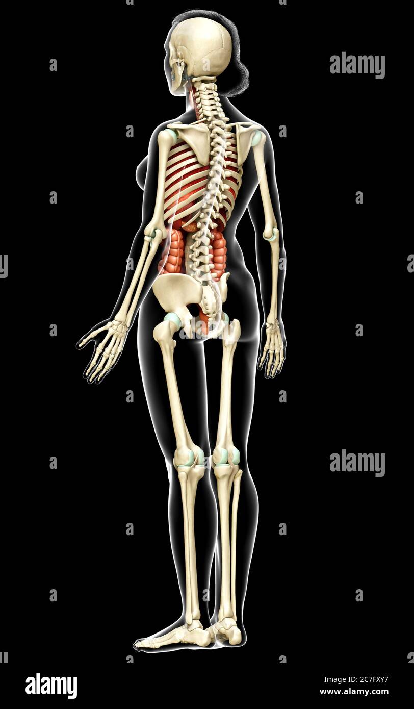 3d rendered medically accurate illustration of female Internal organs ...