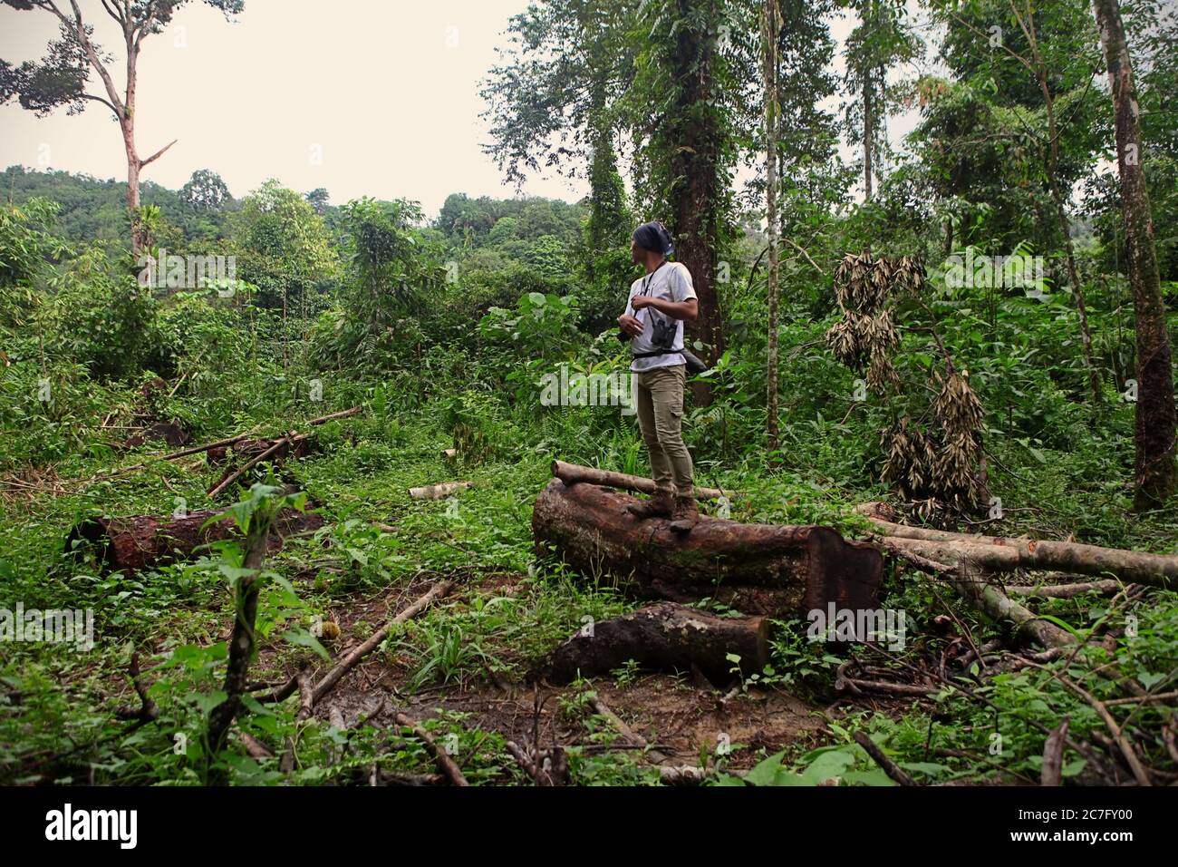 Illegal logging indonesia hi-res stock photography and images - Alamy