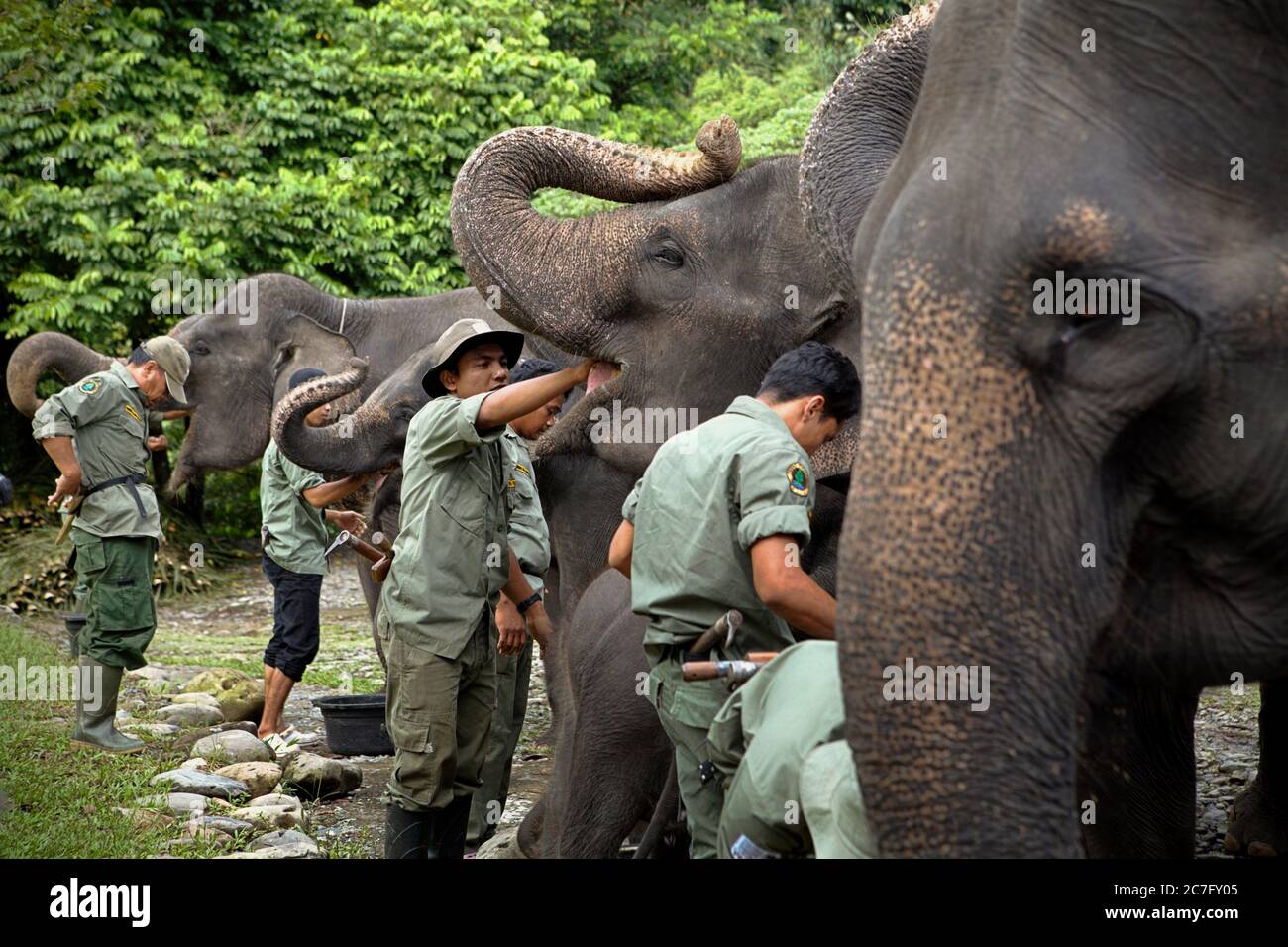 Park rangers feeding sumatran elephants at an elephant camp operated by ...