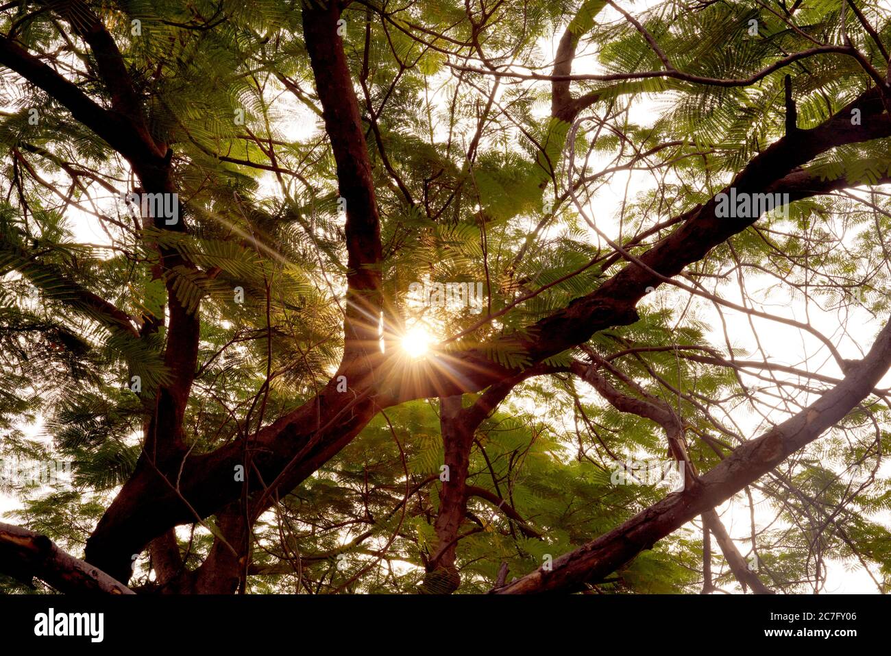 Nature photography of sun rising front of tree Stock Photo - Alamy