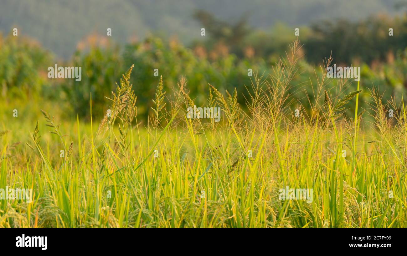 Weeds among rice plants, one of the pests that become farmers' enemies ...
