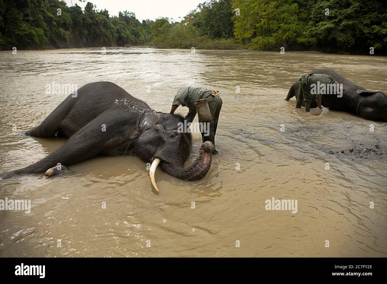 Park rangers bathing elephants at an elephant camp managed by ...
