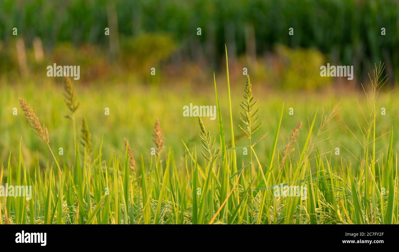 Weeds among rice plants, one of the pests that become farmers' enemies ...