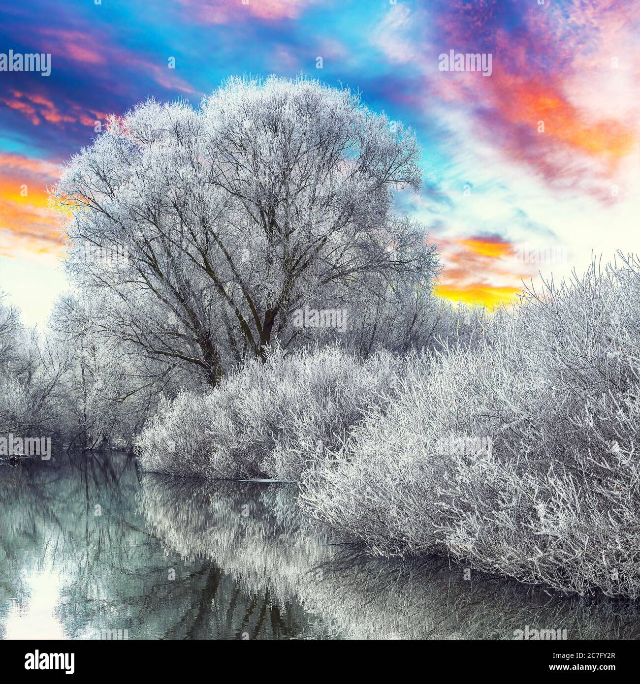 Winter forest on the river at sunset. Panoramic landscape with snowy ...