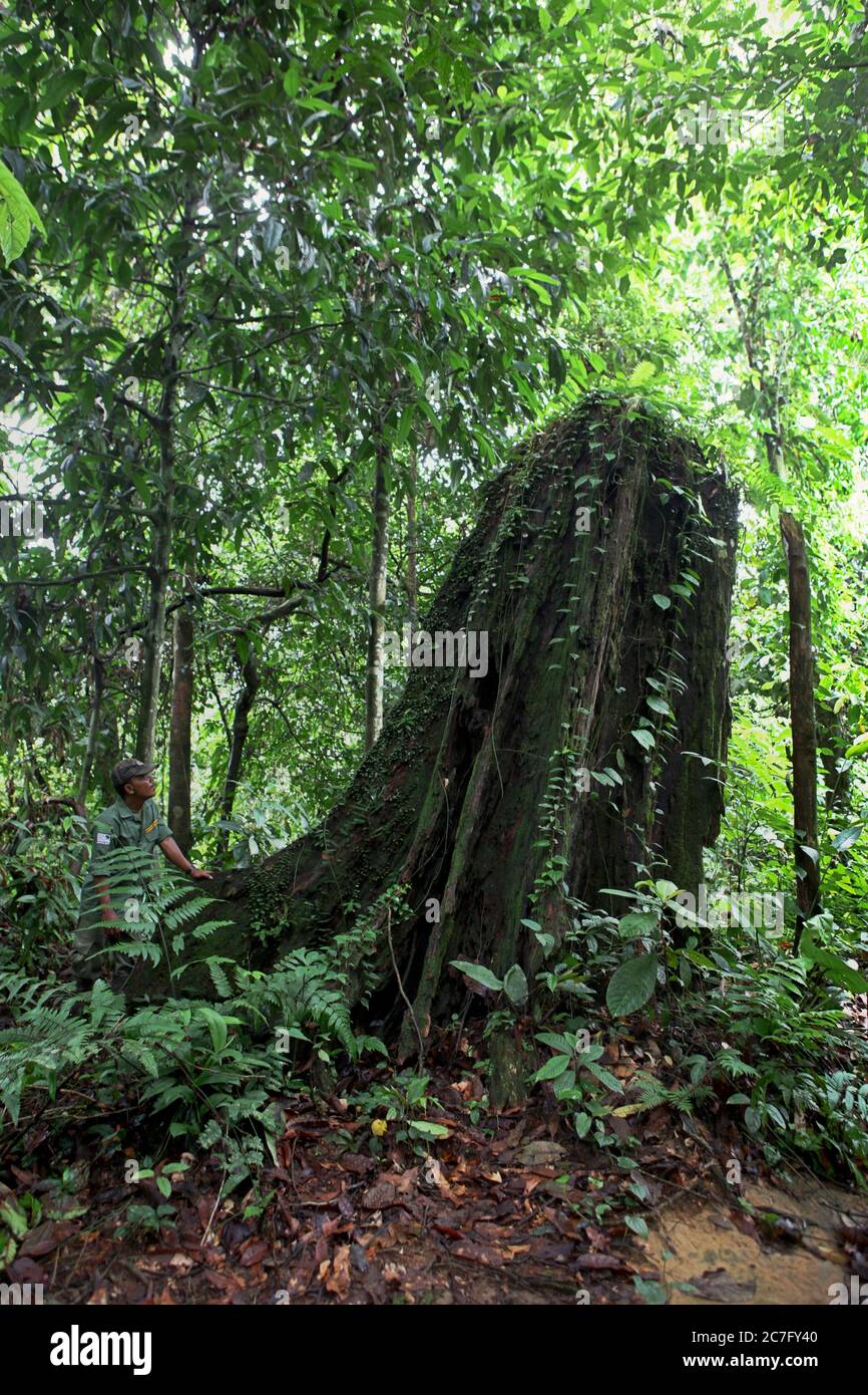 Wildfire remaining hi-res stock photography and images - Alamy