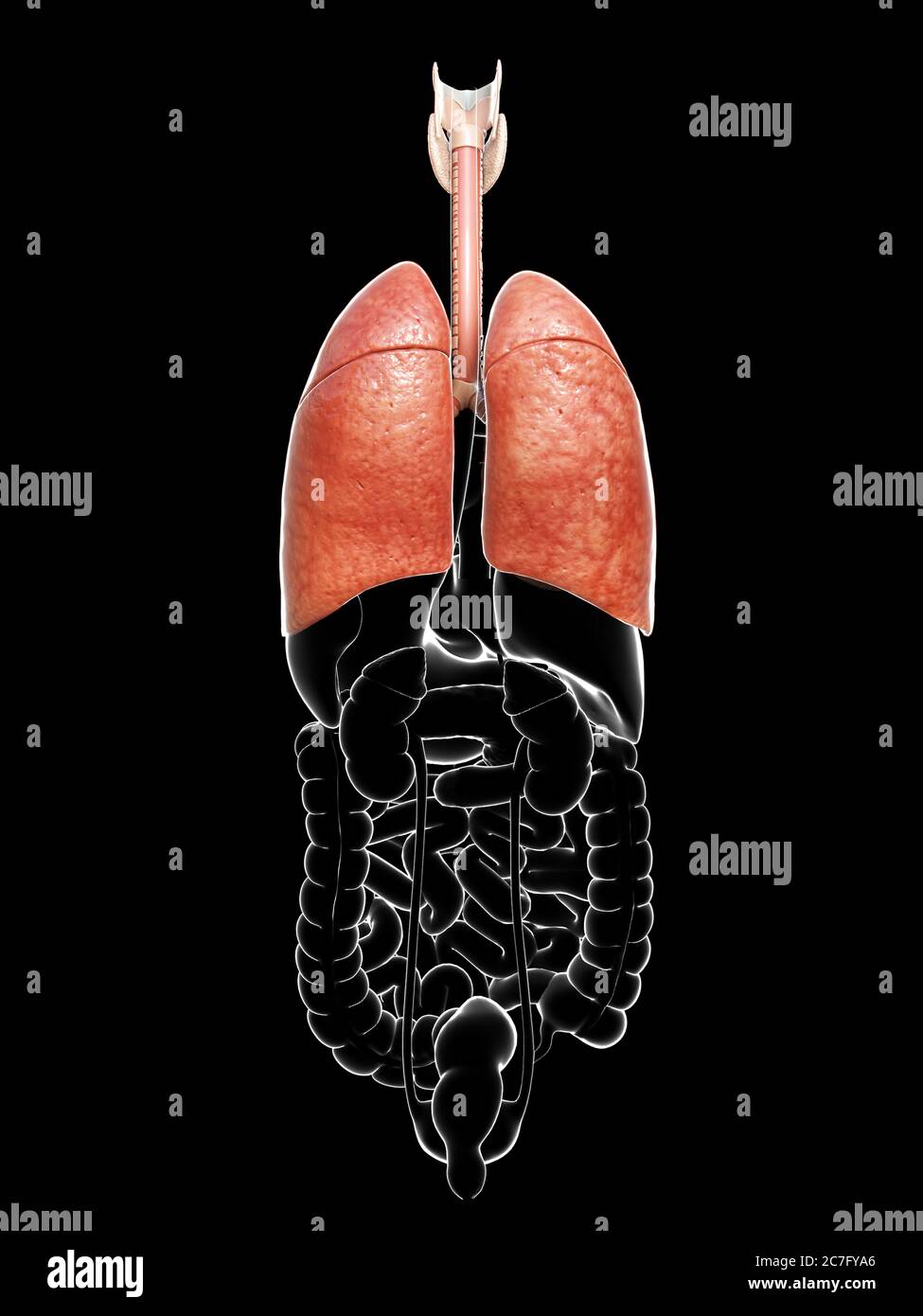 3d rendered, medically accurate illustration of a female lung anatomy ...