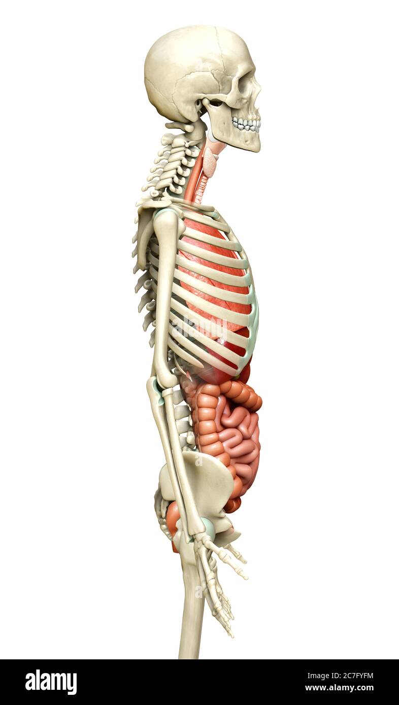 3d rendered medically accurate illustration of Internal organs and ...