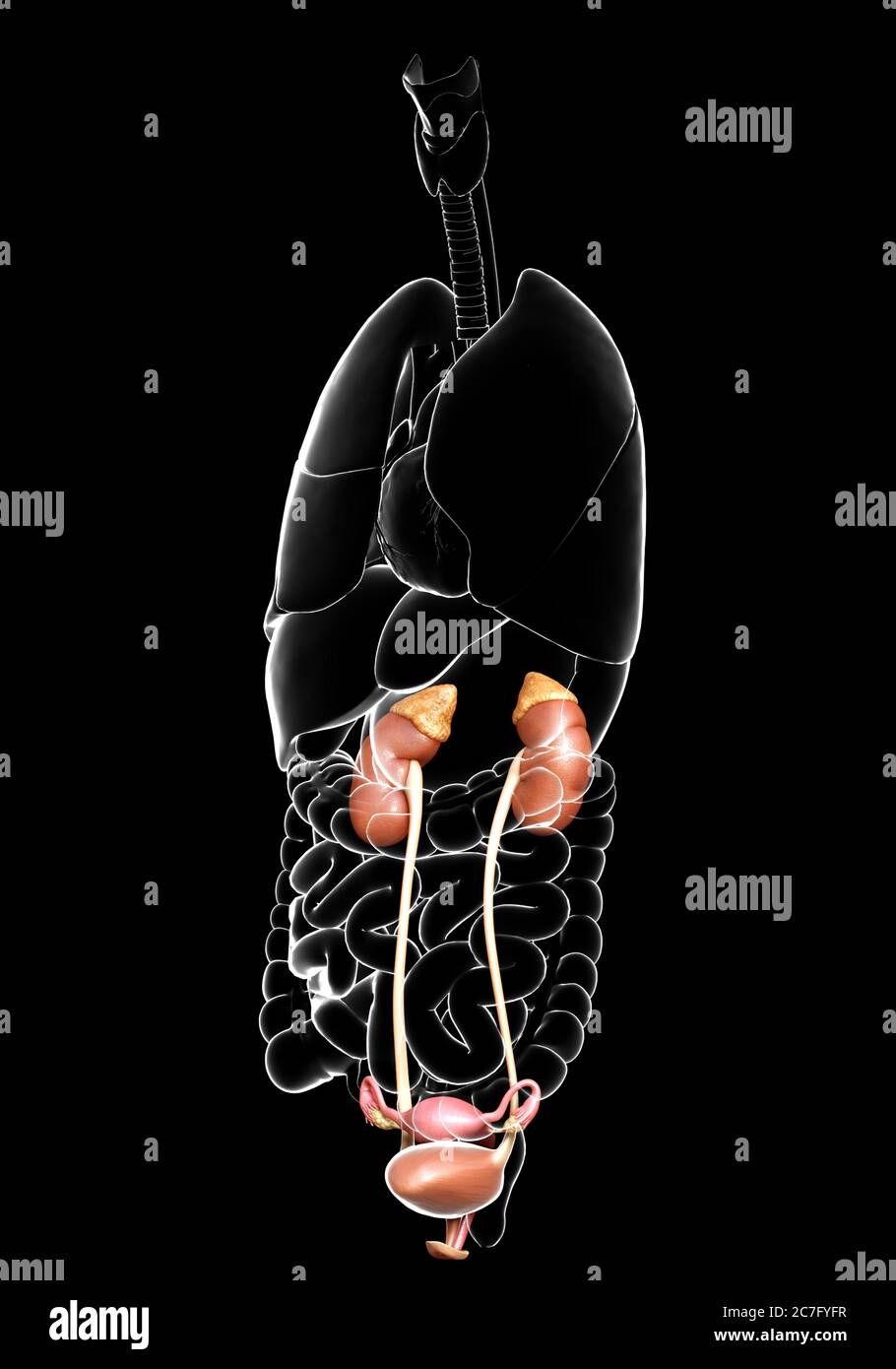 3d rendered, medically accurate illustration of the female kidneys and ...