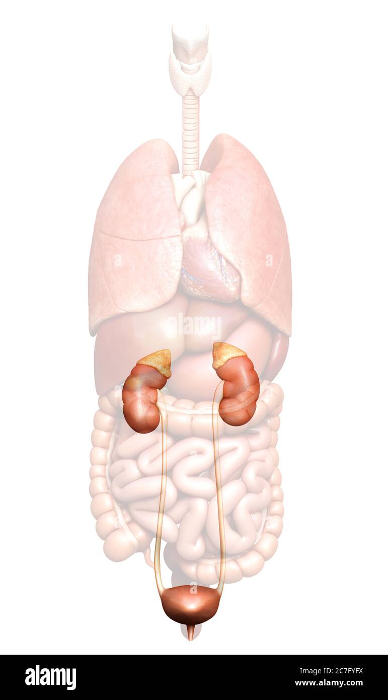 3d rendered, medically accurate illustration of the kidneys and urinary ...