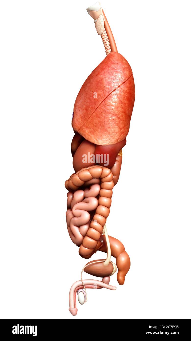 3d rendered medically accurate illustration of Internal organs Stock ...