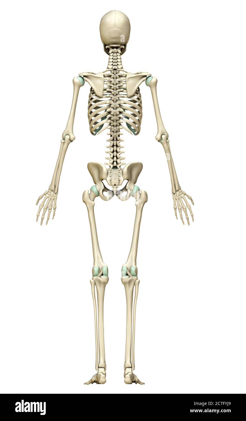 3d rendered, medically accurate illustration of the skeleton system ...