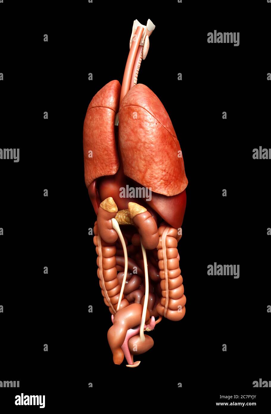 3d rendered medically accurate illustration of Internal organs Stock ...