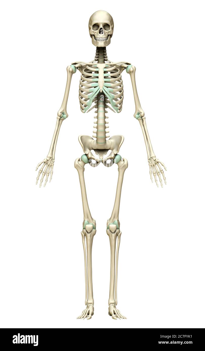 3d rendered, medically accurate illustration of the skeleton system ...