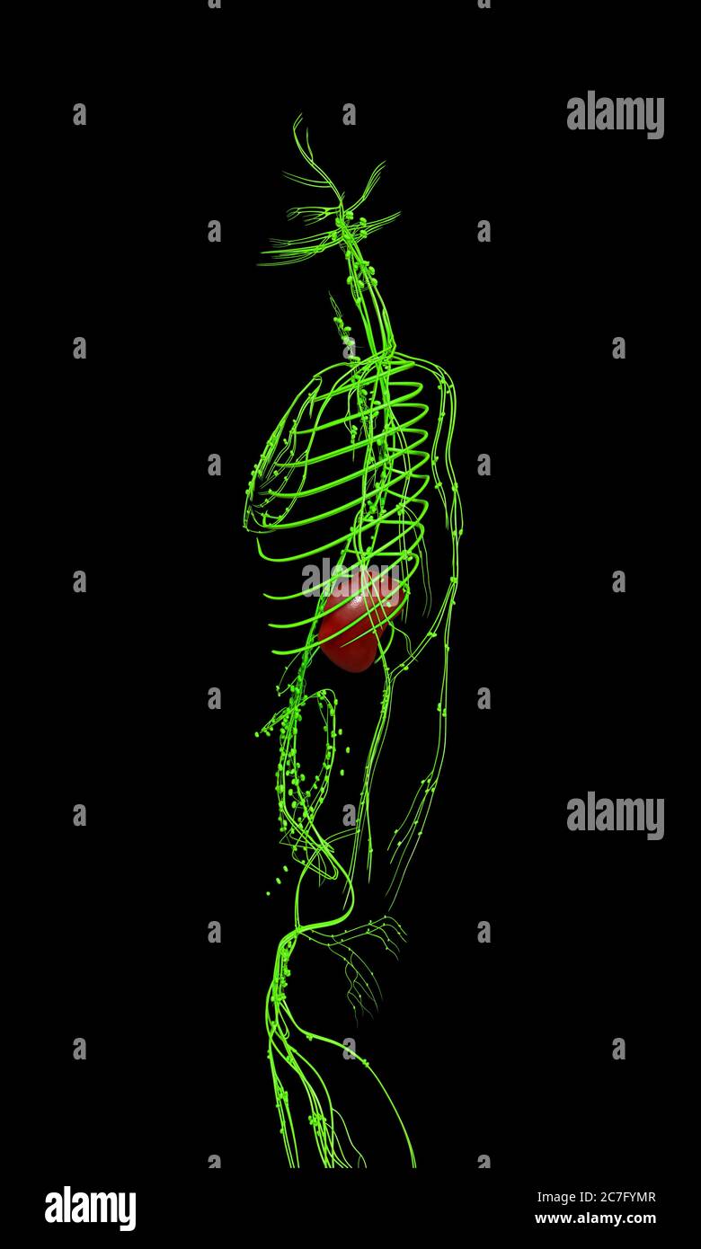 Lymphatic system of the upper body hi-res stock photography and images ...