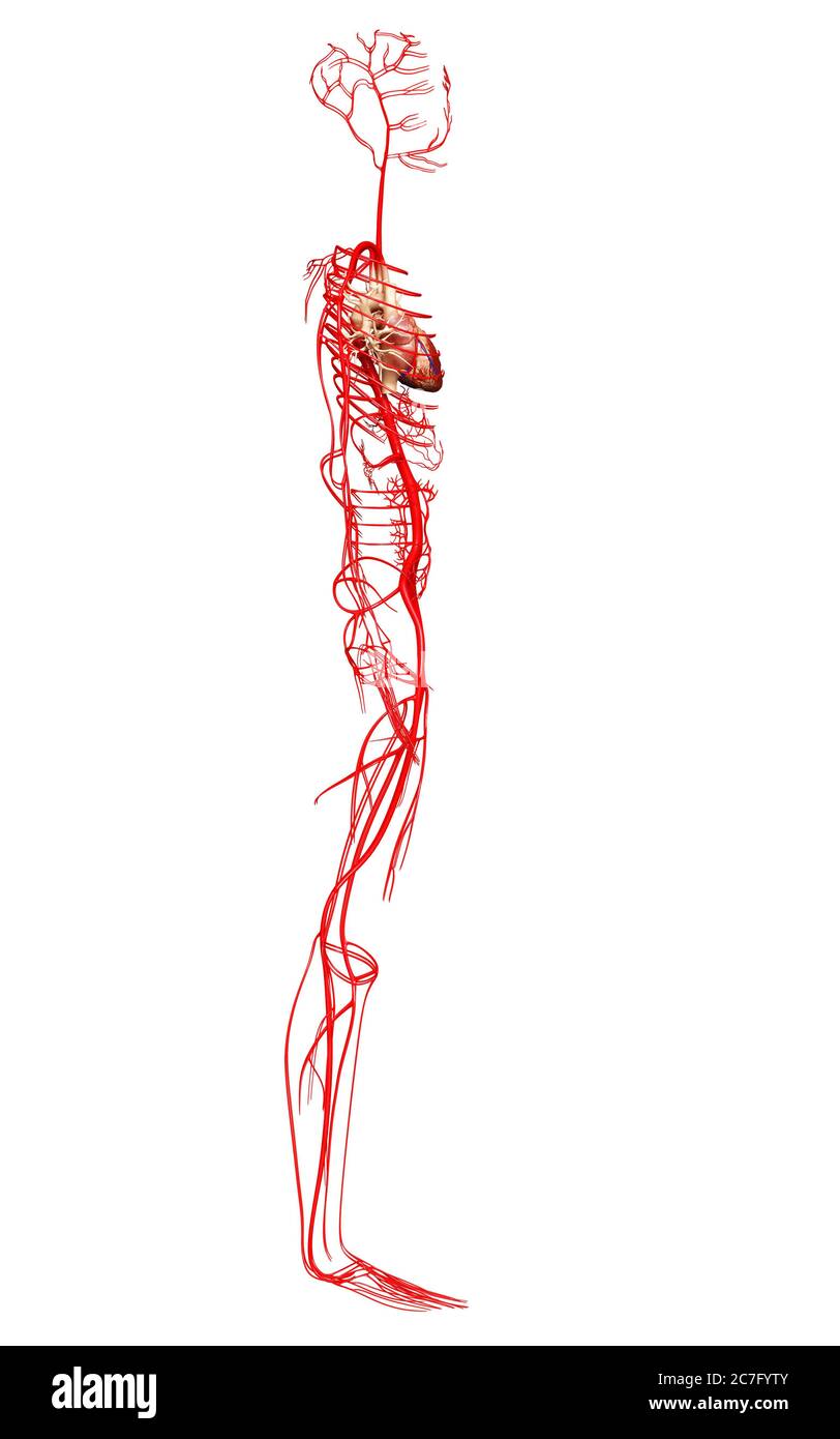 3d rendered medically accurate illustration of arteries Stock Photo - Alamy