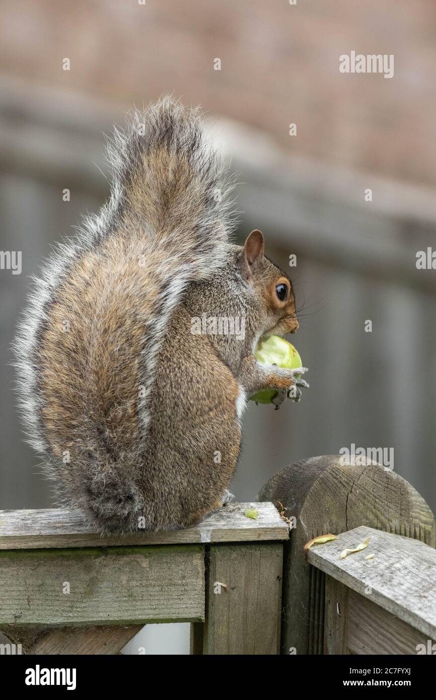 A grey squirrel eating an apple taken from a garden fruit tree Stock ...