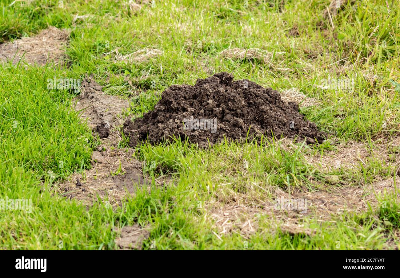 Molehill in middle field hi-res stock photography and images - Alamy