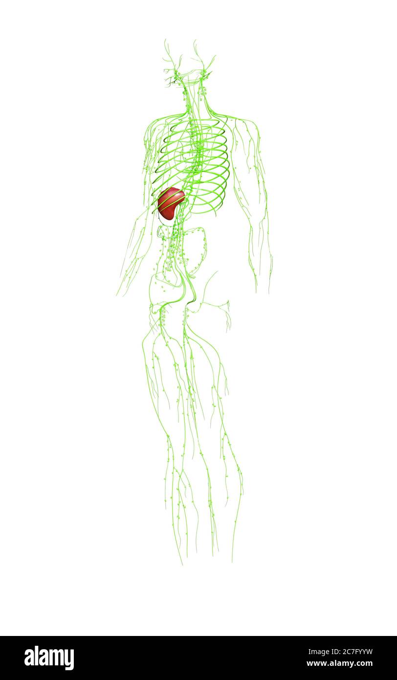 3d rendered medically accurate illustration of the lymphatic system ...