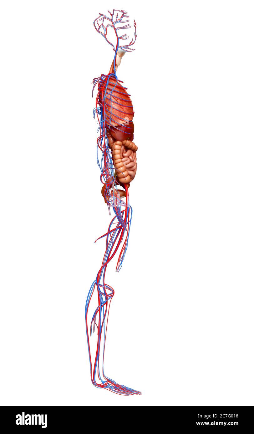 3d Rendered Medically Accurate Illustration Of The Male Circulatory