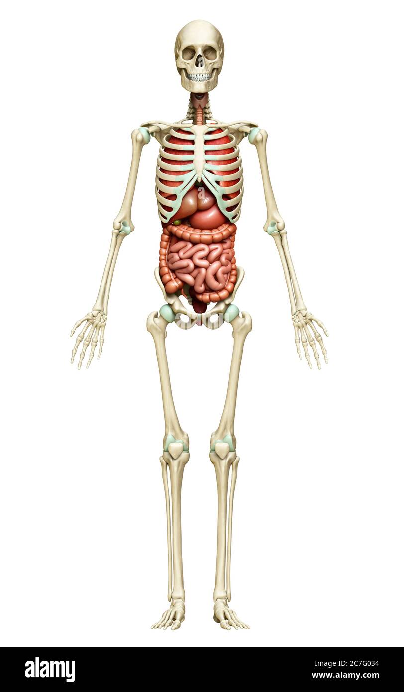 3d rendered medically accurate illustration of Internal organs and ...