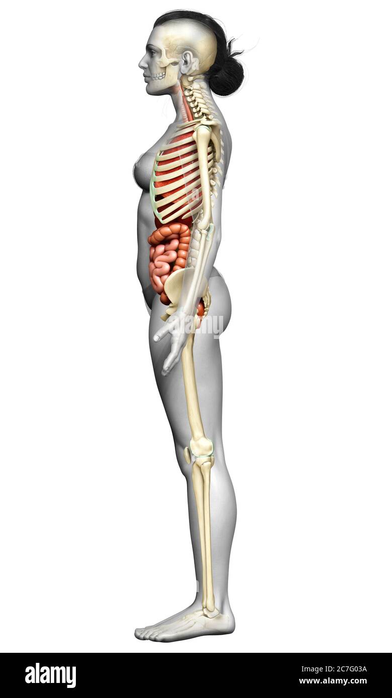 3d rendered medically accurate illustration of female Internal organs ...