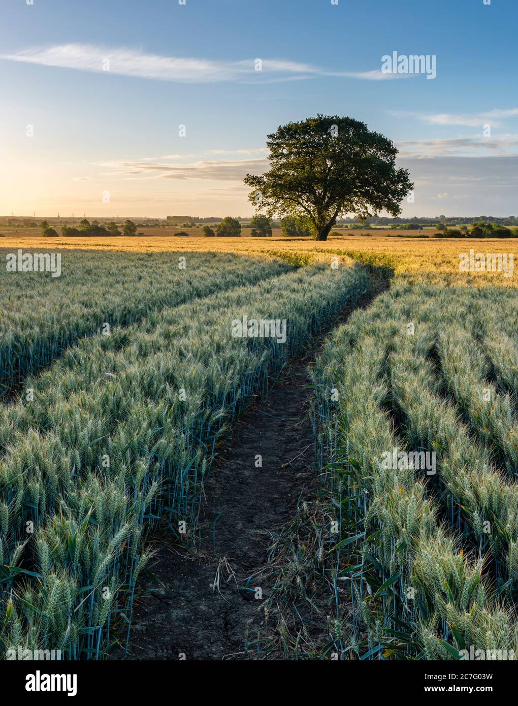 Field sunset tree farm hi-res stock photography and images - Alamy