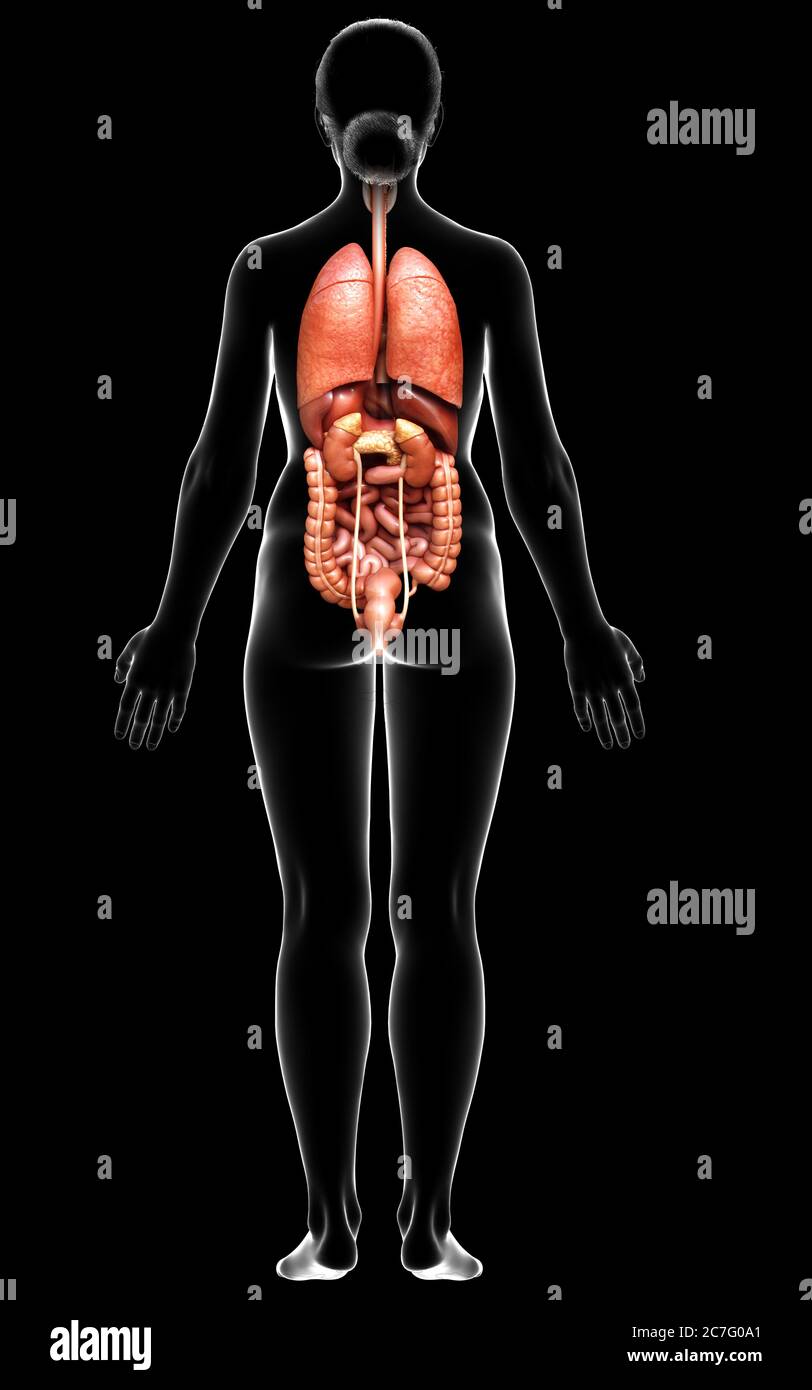 3d rendered medically accurate illustration of female Internal organs ...