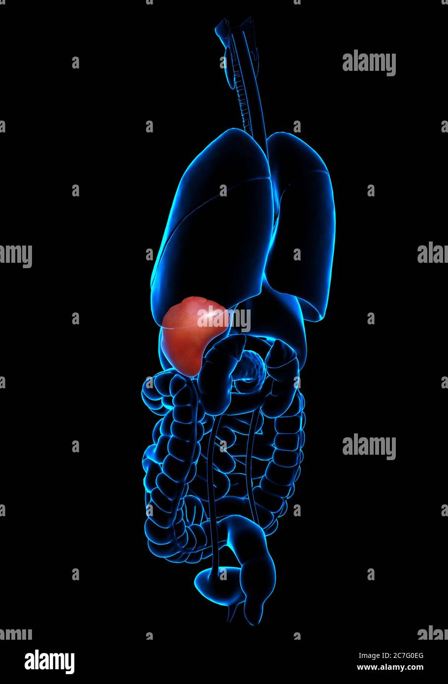 3d rendered, medically accurate illustration of the Spleen Anatomy ...
