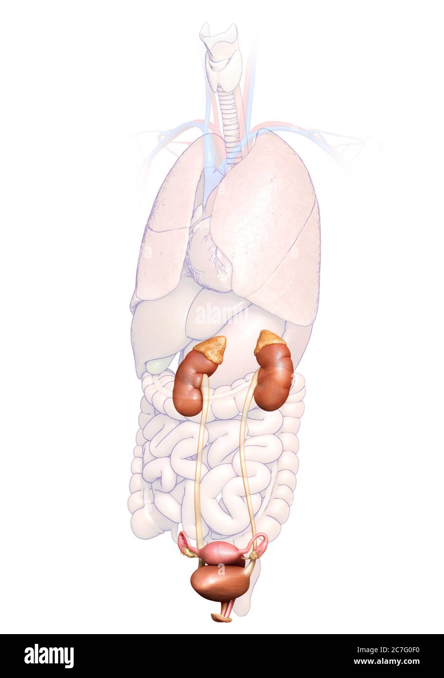 3d rendered, medically accurate illustration of the female kidneys and ...