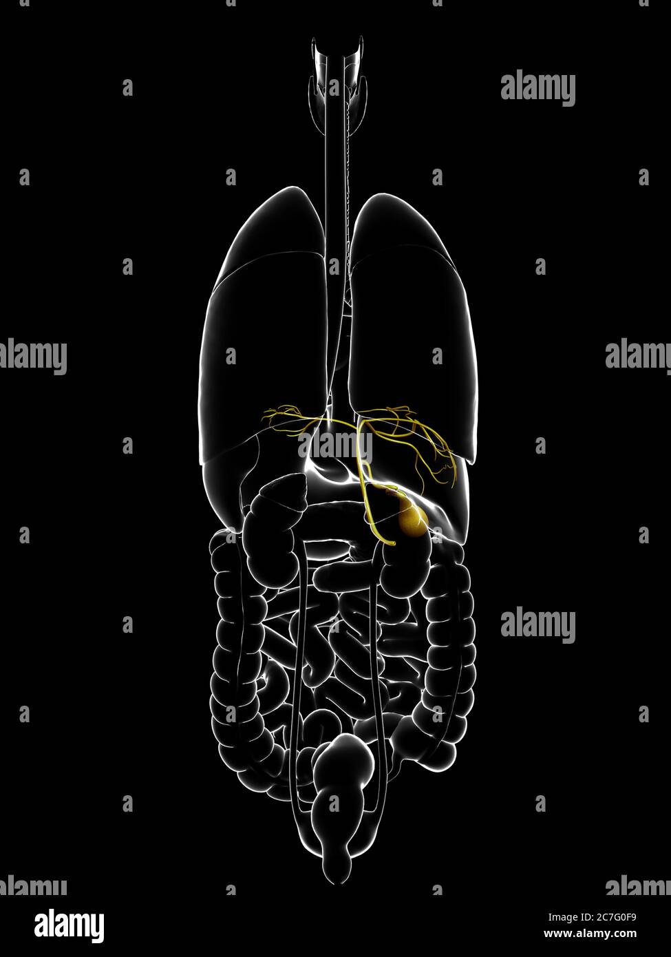 3d rendered medically accurate illustration of Organs Gallbladder ...