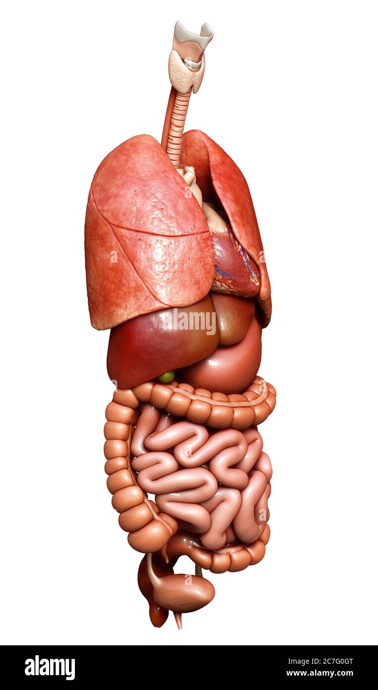 3d rendered medically accurate illustration of Internal organs Stock ...