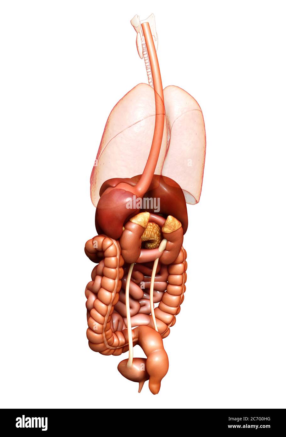 3d rendered medically accurate illustration of Internal organs Stock ...