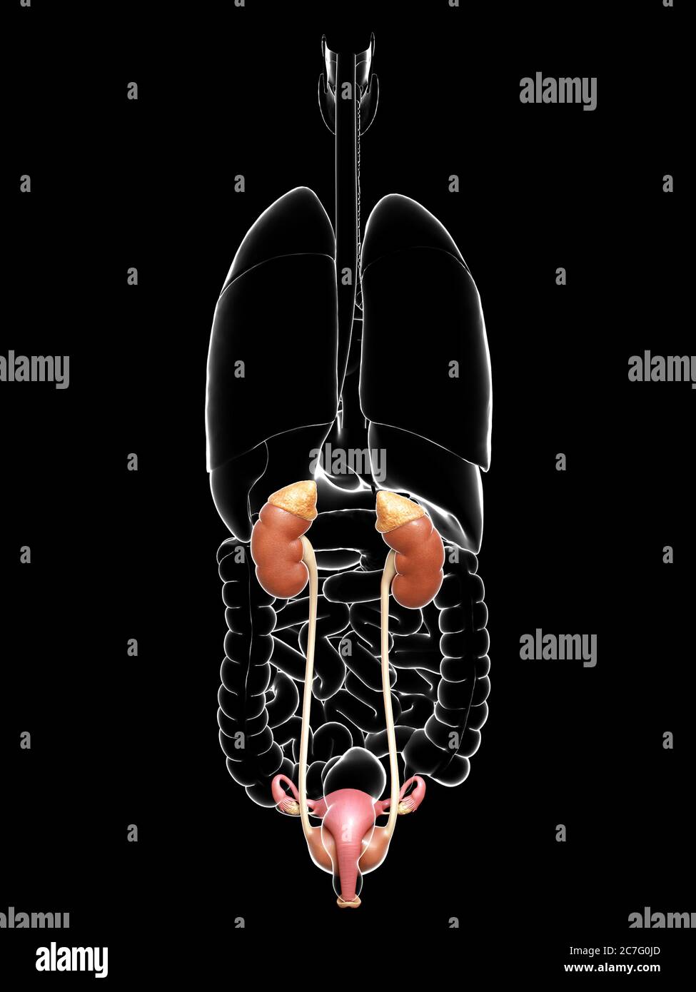 3d rendered, medically accurate illustration of the female kidneys and ...
