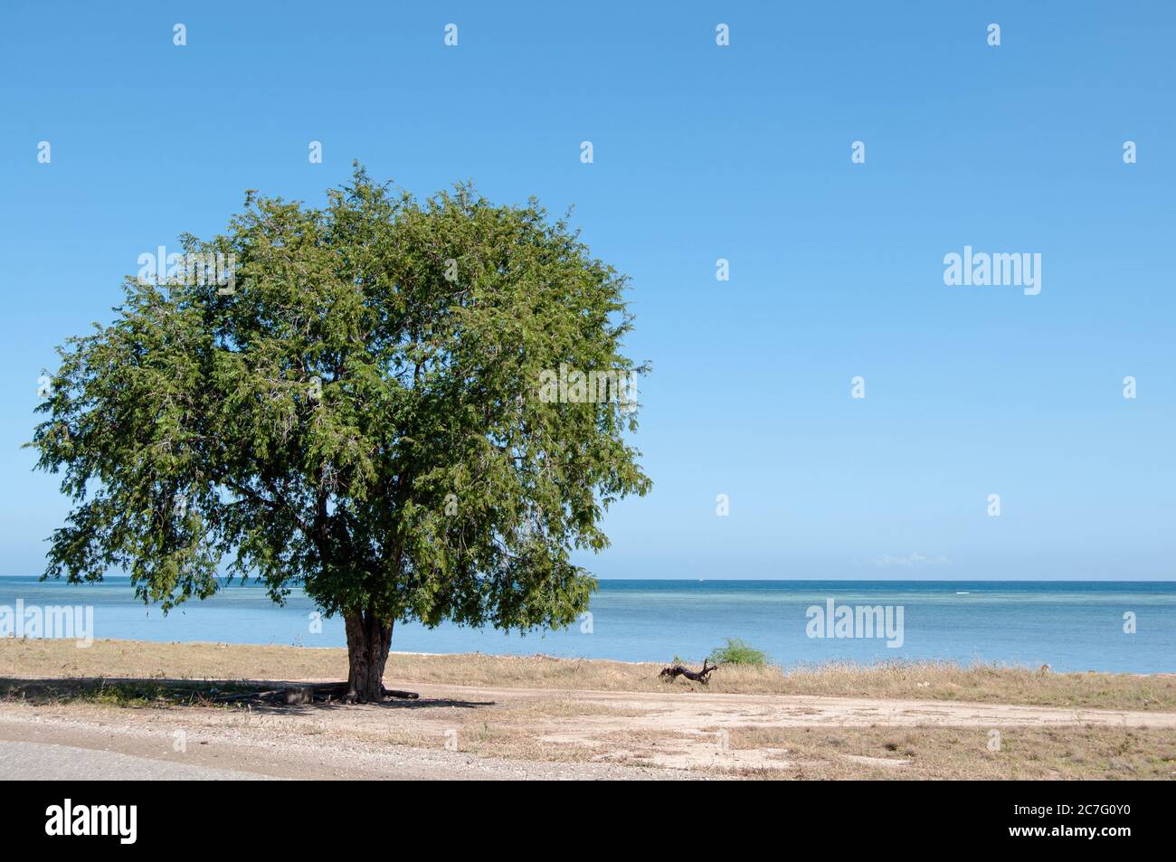 Wildlife of timor leste hi-res stock photography and images - Alamy